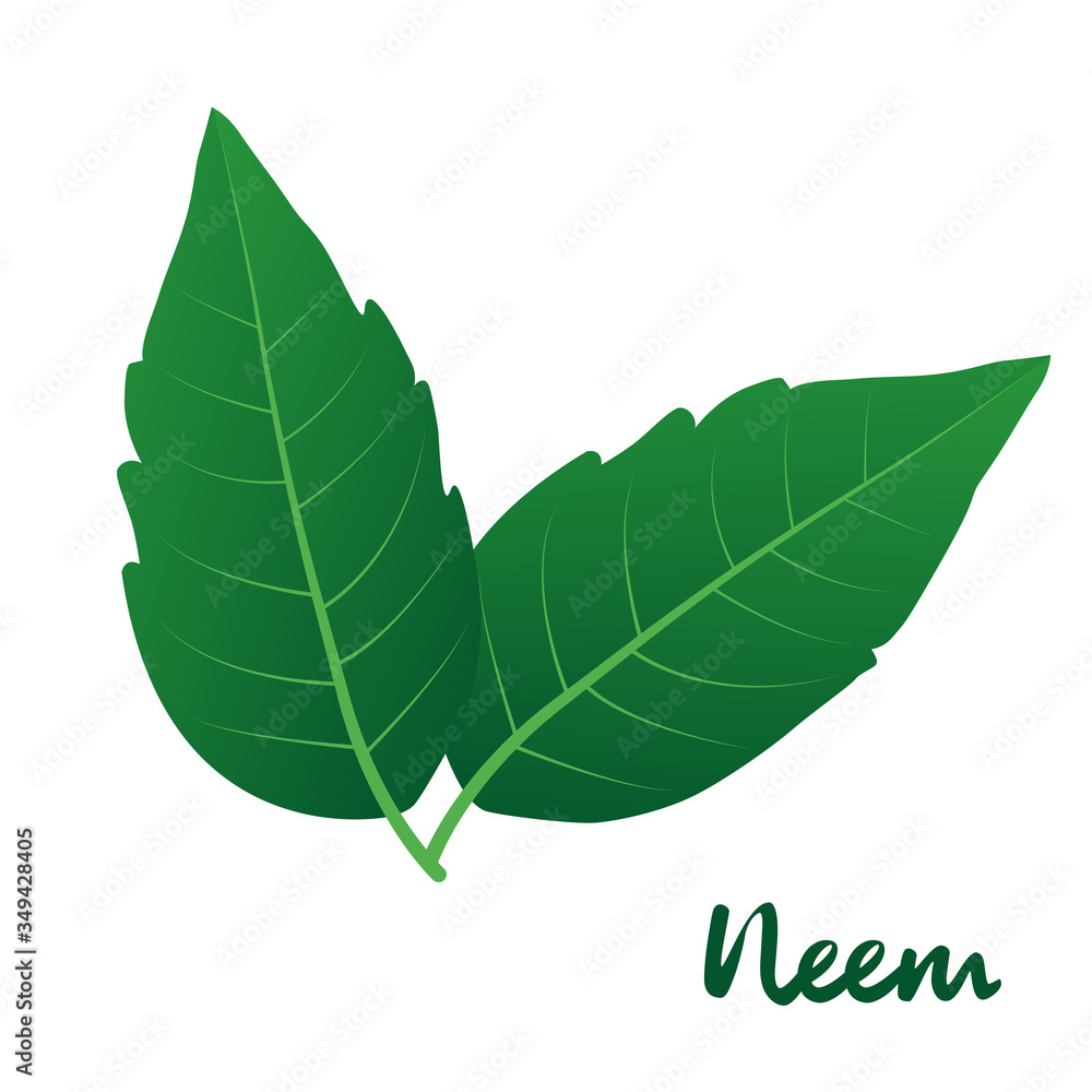 Neem Green Leaves and branches vector isolated on white background ...