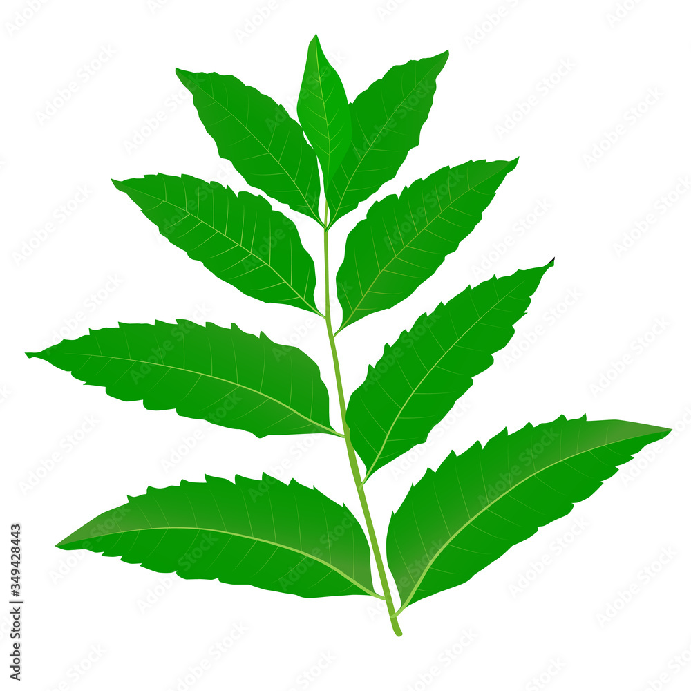 Neem , Green Leaves herbs vector isolated on white background Stock ...
