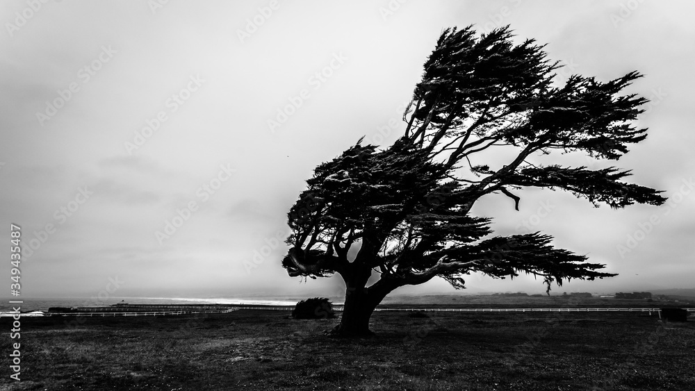 Stockfoto Single Tree On Field In Wind Against Sky | Adobe Stock