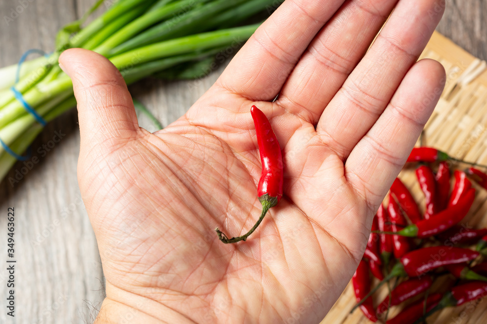 A top down view of a hand holding a single Bird's Eye chili pepper ...