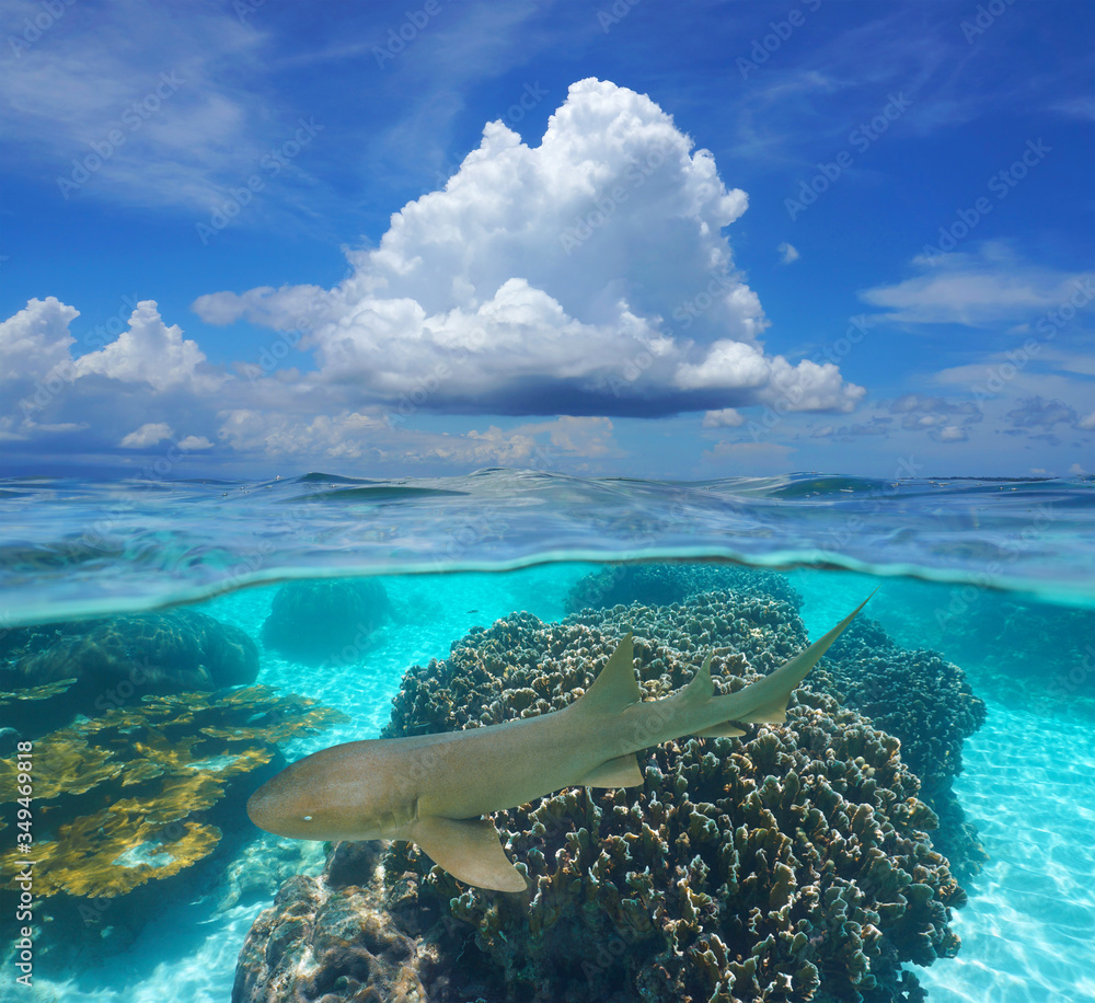 Tropical seascape, blue sky with cloud and corals with a nurse shark ...