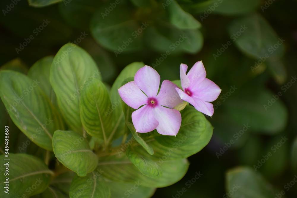 Pink vinca (catharanthus roseus) OR Periwinkle roseus flowers.Family ...