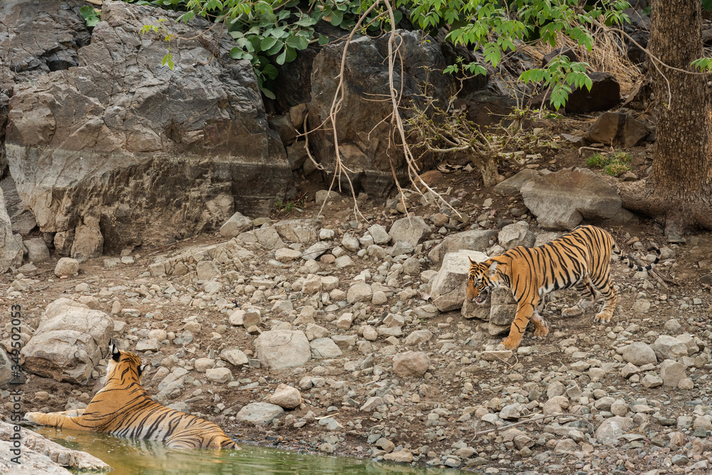 angry tiger cub coming to his mother for cooling off in natural water ...