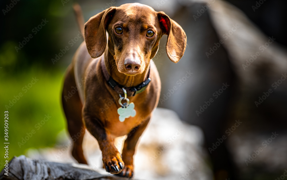 Brown Wiener Dog