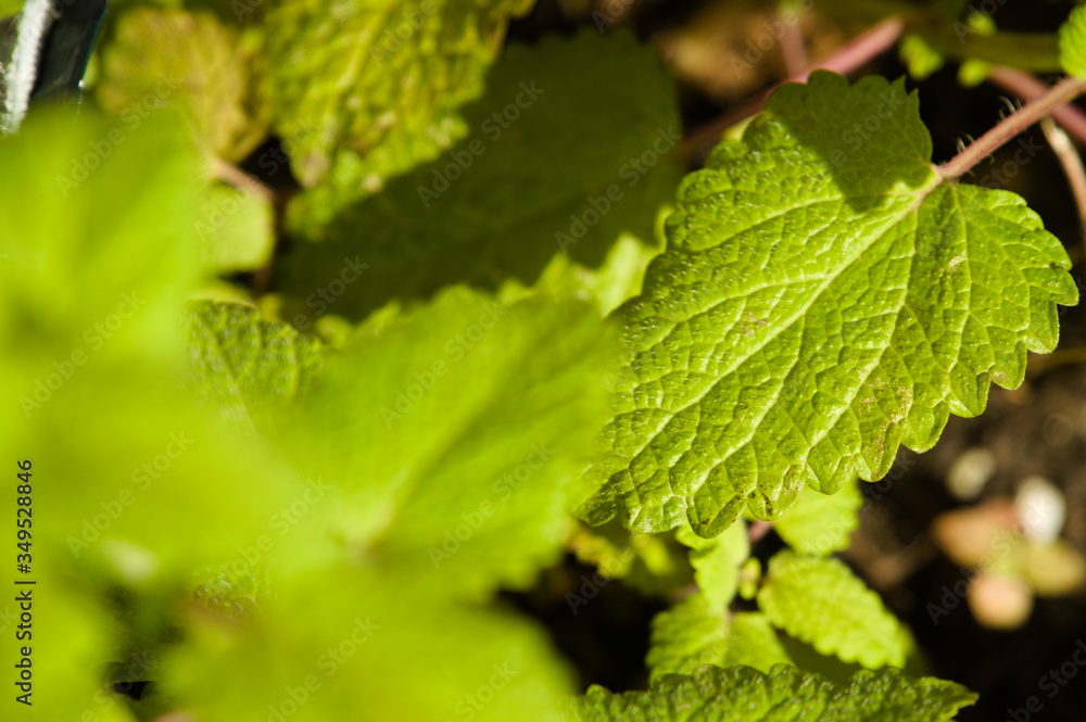 Planta de melisa, hoja de limón, limoncillo, toronjil (Melissa ...