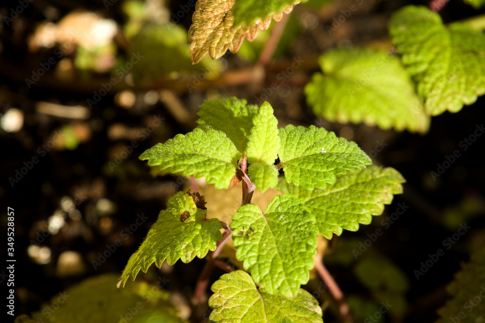 Planta de melisa, hoja de limón, limoncillo, toronjil (Melissa ...