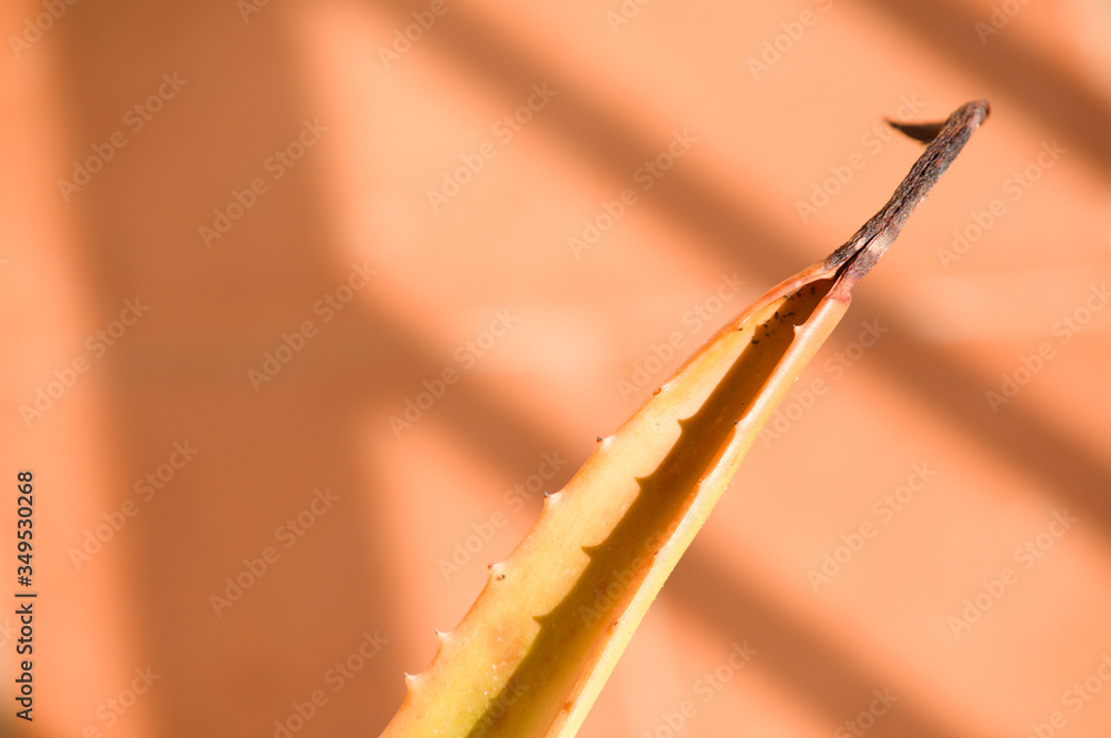 Foto de Planta de aloe vera, sábila, acíbar o áloe de Barbados. Planta ...
