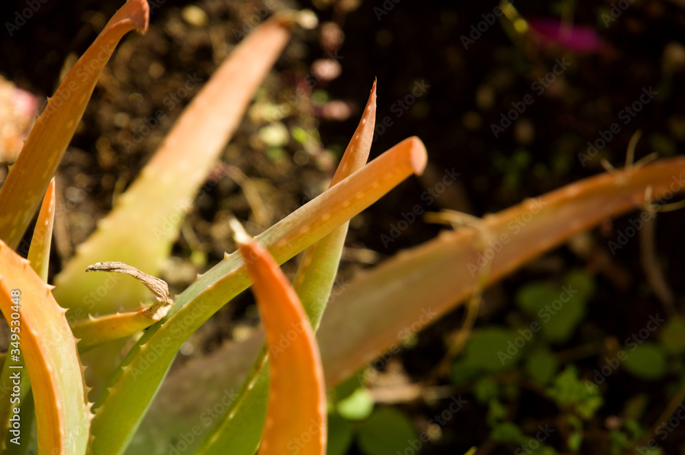 Foto de Planta de aloe vera, sábila, acíbar o áloe de Barbados. Planta ...