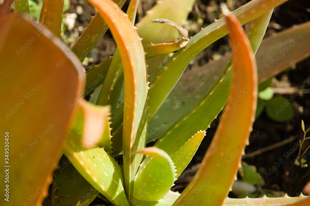 Foto de Planta de aloe vera, sábila, acíbar o áloe de Barbados. Planta ...