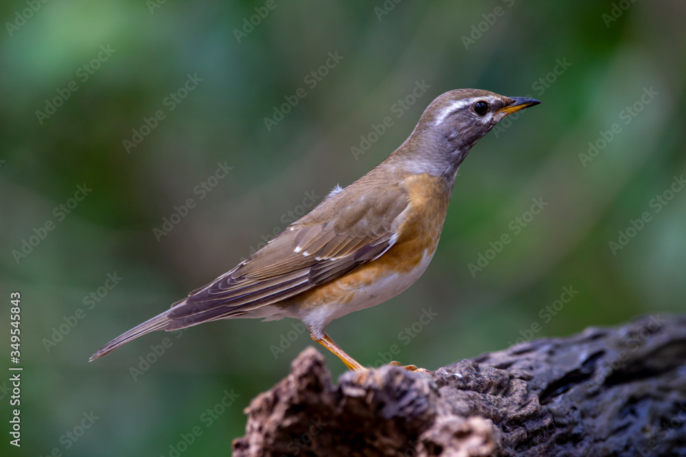Eyebrowed Thrush bird with a brown top body Males have more gray color ...