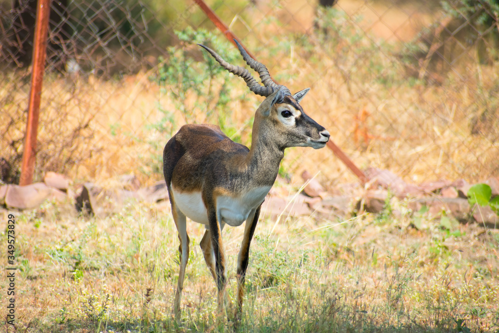 Indian Male blackbuck, also known as the Indian antelope Stock Photo ...