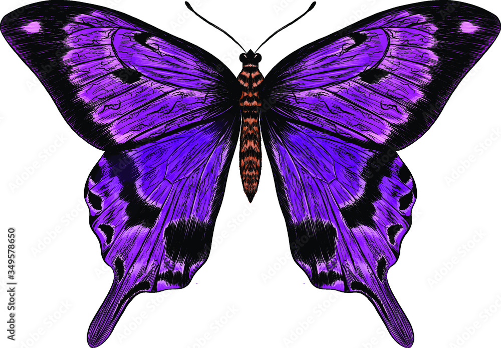 butterfly purple Morph fabulous beautiful Stock Vector | Adobe Stock