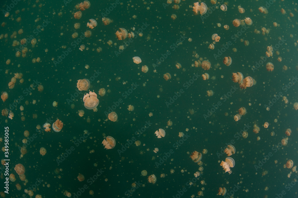 Millions of Golden jellyfish, Mastigias papua etpisonii, swim in Palau ...