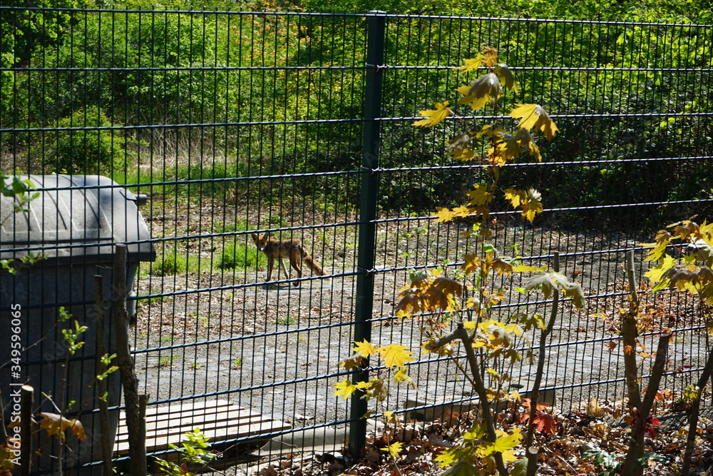 Fuchs hinter Gitter einer Anlage neben Mühltonne Stock Photo | Adobe Stock