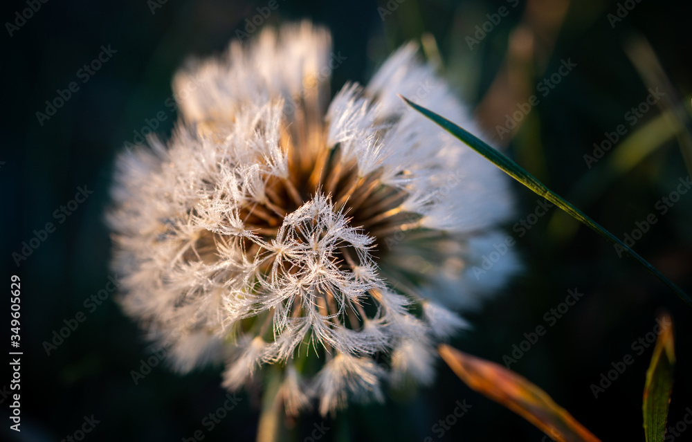 Pusteblume im Detail Stock Photo | Adobe Stock