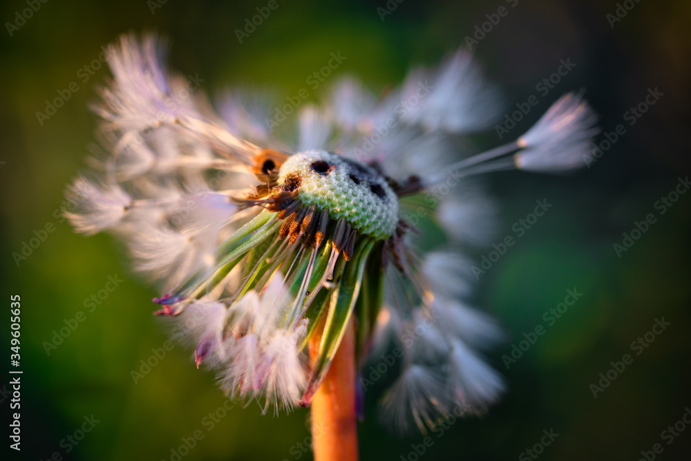 Pusteblume im Detail Stock Photo | Adobe Stock