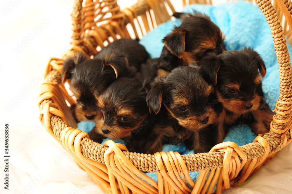 Are Yorkies Yappy Dogs