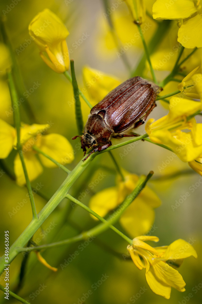 The cockchafer called also May bug or doodlebug is beetle from family ...