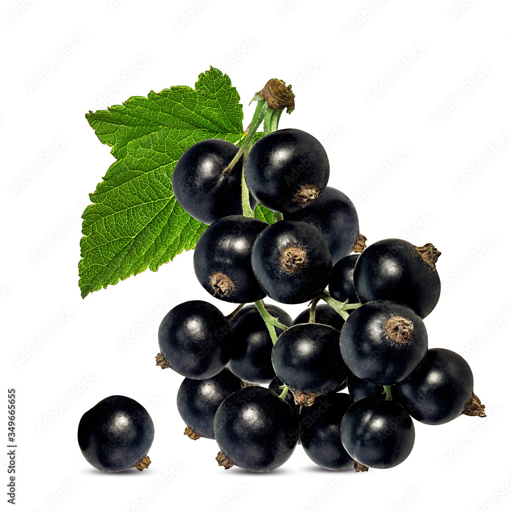 Black currants with leaves isolated on white background with clipping ...