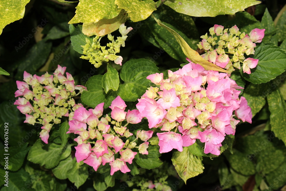 Foto de Pink and yellow "French Hydrangea" flowers (or Bigleaf Hydrangea, Lacecap Hydrangea ...