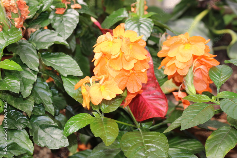 "Orange Marmalade" flowers (or Crossandra, Firecracker Flower) in ...