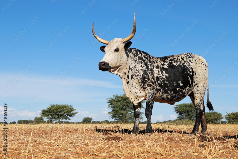 Nguni cow - indigenous cattle breed of South Africa - on rural farm ...