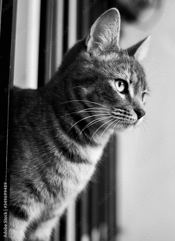 Gato de perfil. Mirada profunda Stock Photo | Adobe Stock