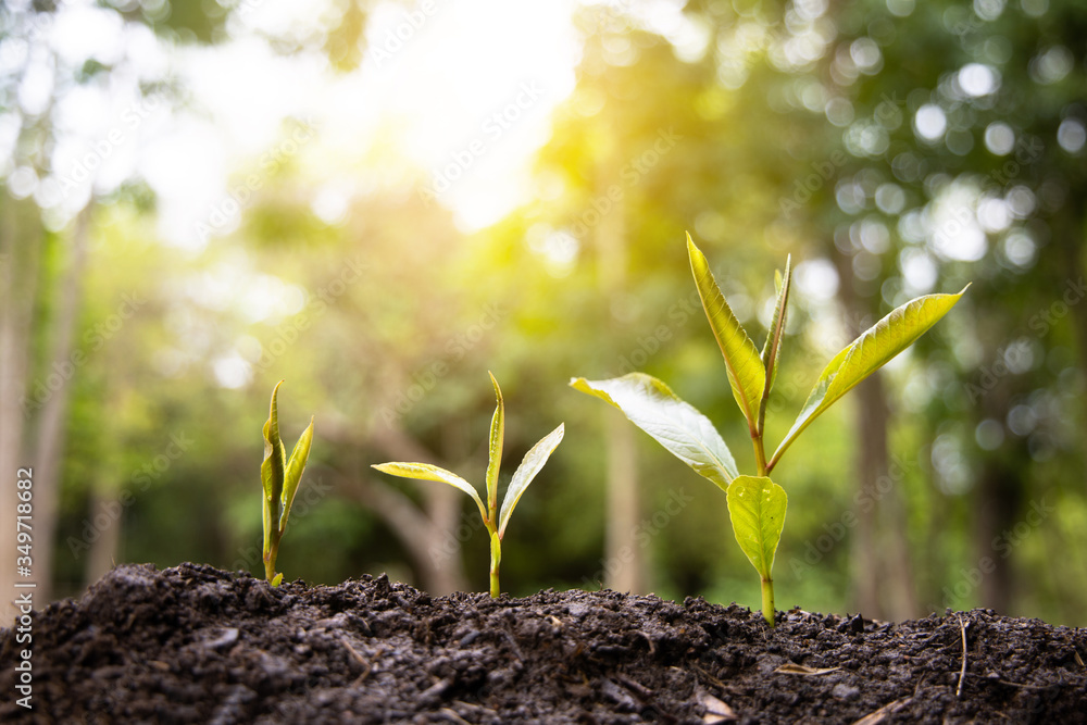 3 Tree seedlings are growing in order of sun Fair. Stock Photo | Adobe ...