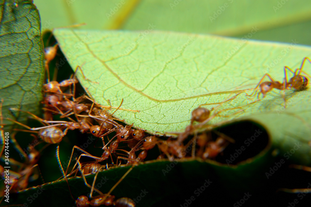 Weaver ants or green ants. Weaver ants live in trees and are known for ...