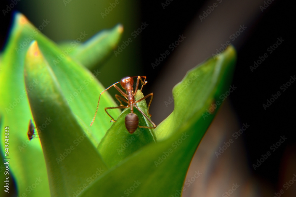 Weaver ants or green ants. Weaver ants live in trees and are known for ...
