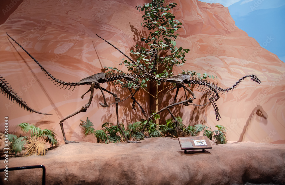 Struthiomimus skeleton displayed at the Museum of Ancient Life at Utah ...