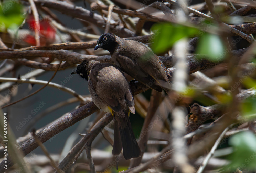 Foto de A white-spectacled bulbul (Pycnonotus xanthopygos) Grooming his ...