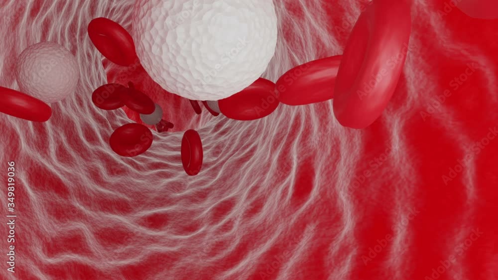 3D animation of red and white blood cells flowing through a vein. Stock ...
