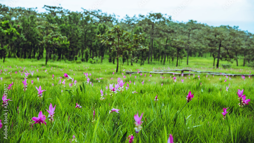 Beautiful Curcuma sessilis pink flowers bloom in the rain forest, at Pa ...