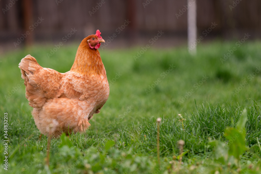 Chicken in the yard rural farming Stock Photo | Adobe Stock