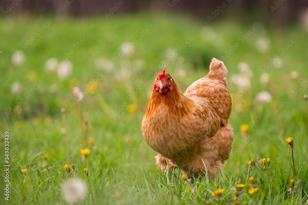 Chicken in the yard rural farming Stock Photo | Adobe Stock