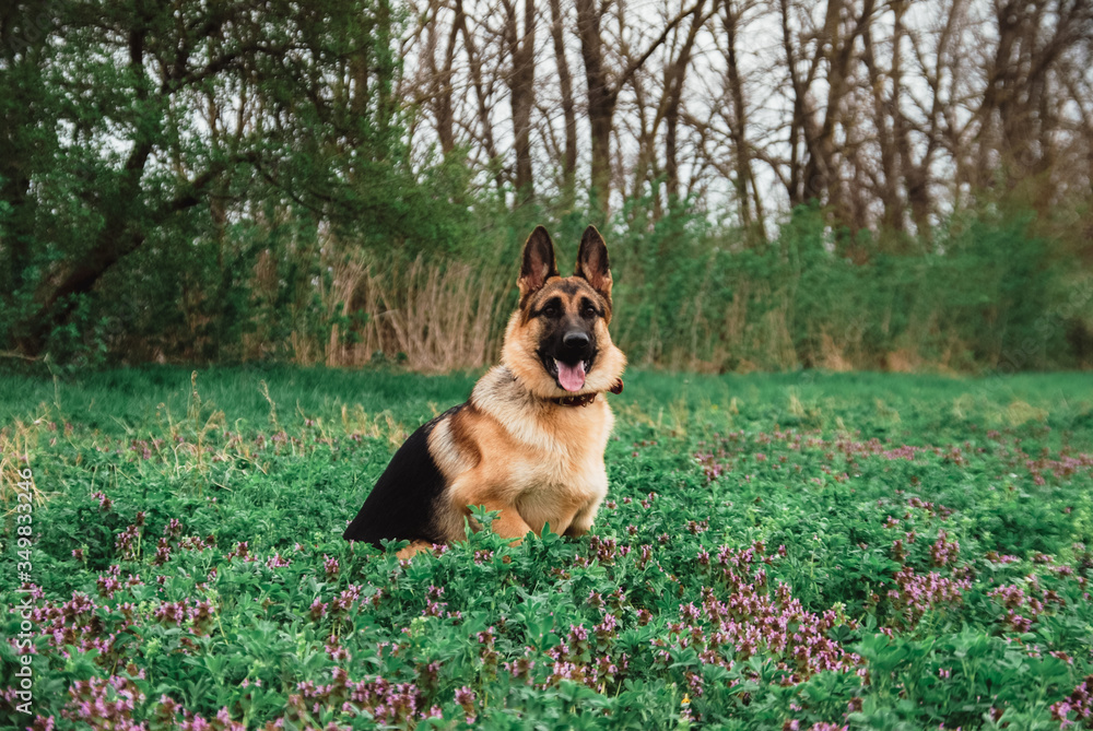German shepherd in nature. The dog is sitting in a clear green field ...