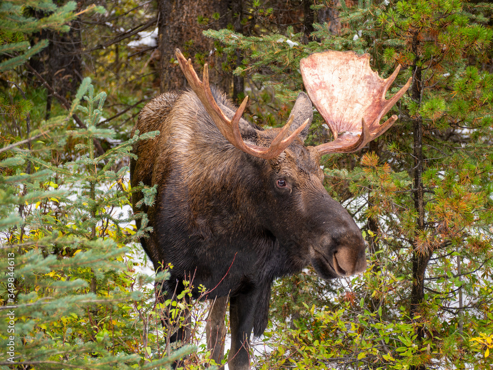 Close-up of a male moose with giant antlers in the forest. Spotted in ...