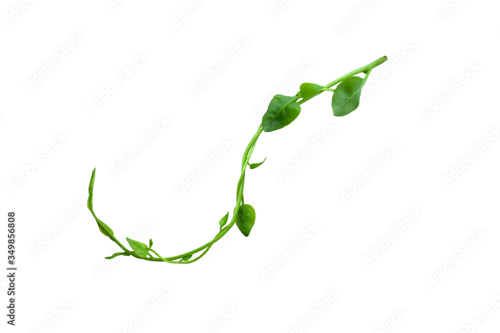 Spiral twisted jungle tree branch,, vine liana plant, root of the tree ...