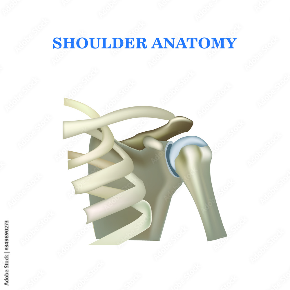 Anatomy of the shoulder joint, bone part realistic vector illustration ...