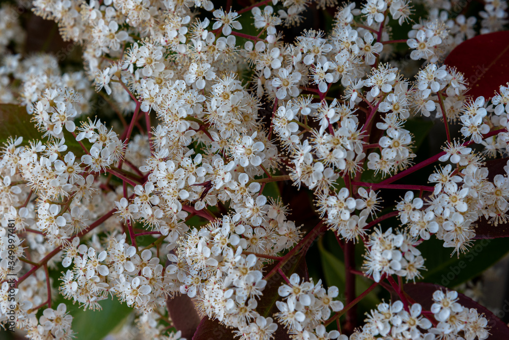 Viburnum tinus. The viburnum vat is a plant of the Caprifoliaceae ...