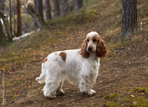 White English Cocker Spaniel