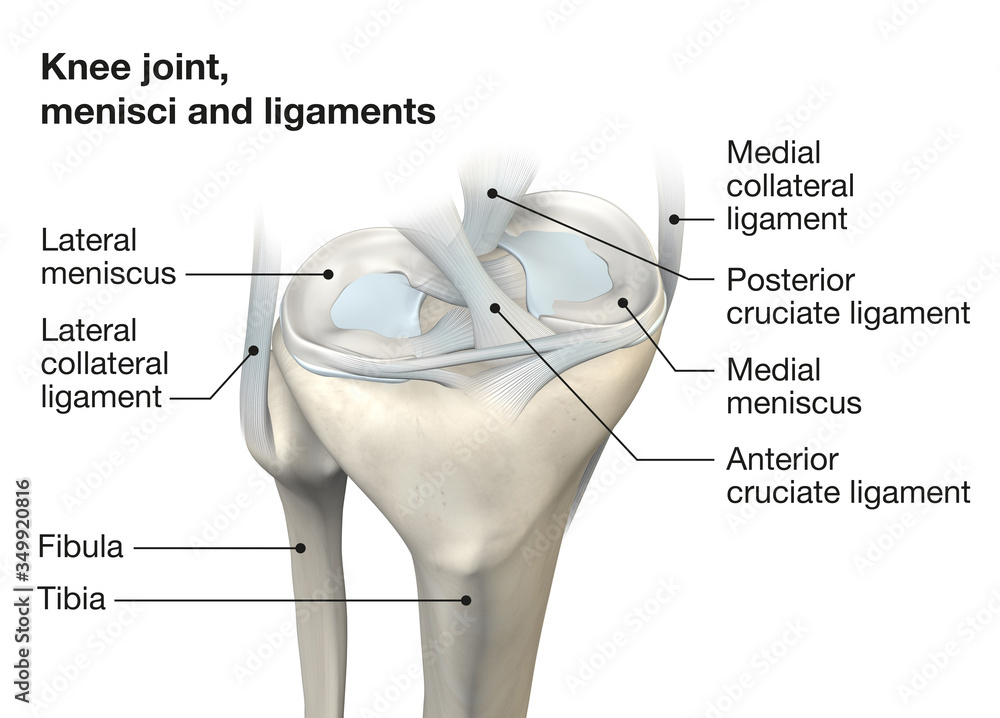 Knee joint anatomy, menisci and ligaments, medically 3D illustration ...