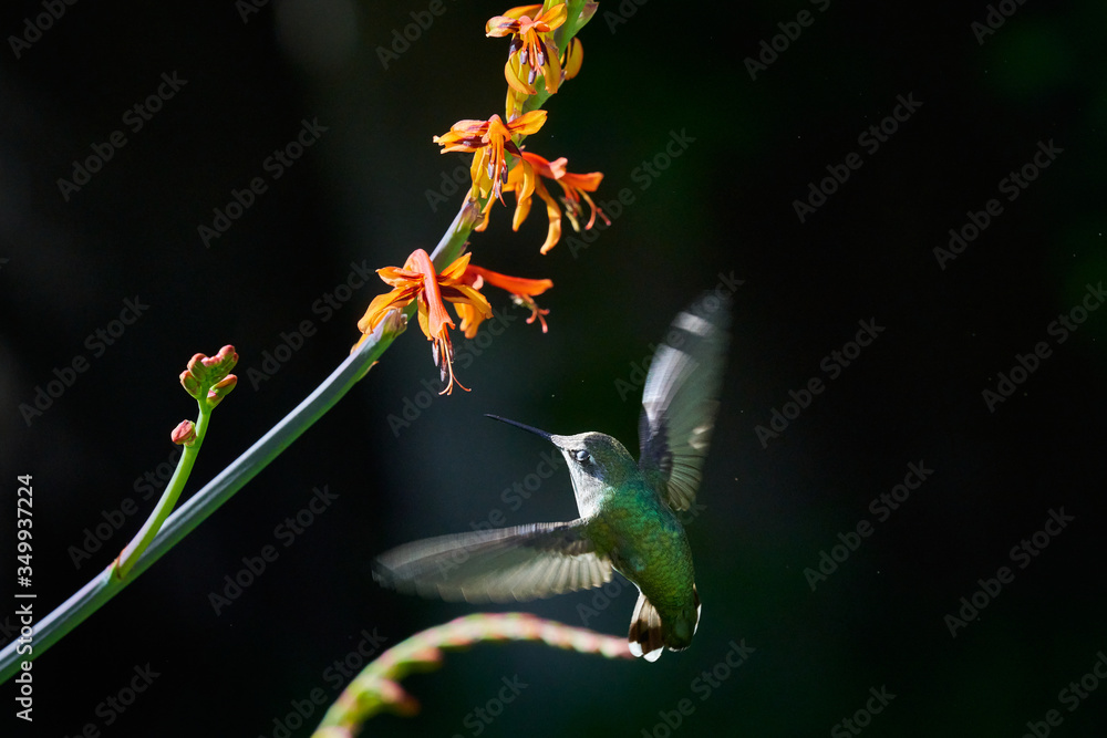 Hummingbird flying and feeding on Lucifer Plants. Different Wing ...