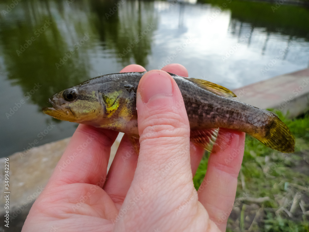 Rotan fish. Rotan fishing. Fishing on a float on the lake. Stock Photo ...