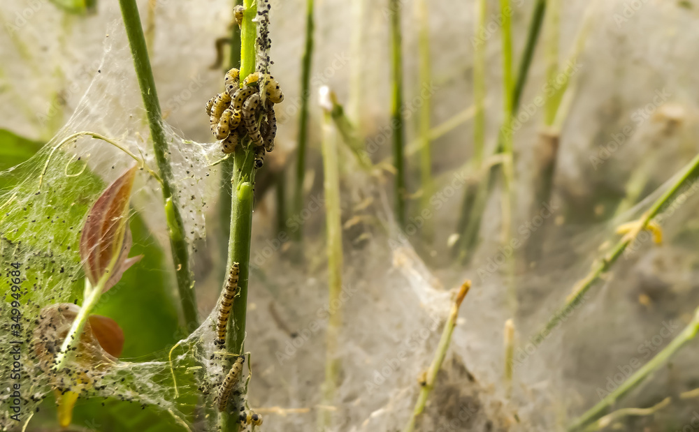 Knot of live Spindle Ermine moth caterpillars (Yponomeuta cagnagella ...