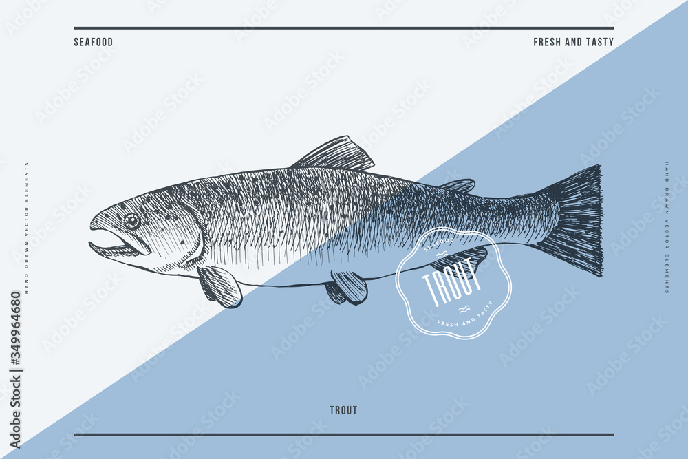 Hand-drawn trout vector illustration. Sea fish in engraving style on a ...