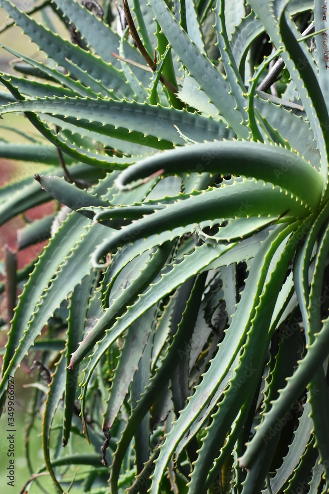 Long green toothed leaves of the succulent aloe, also called sabila ...