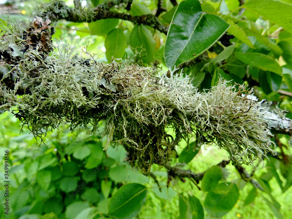 Lichens Stock Photo | Adobe Stock
