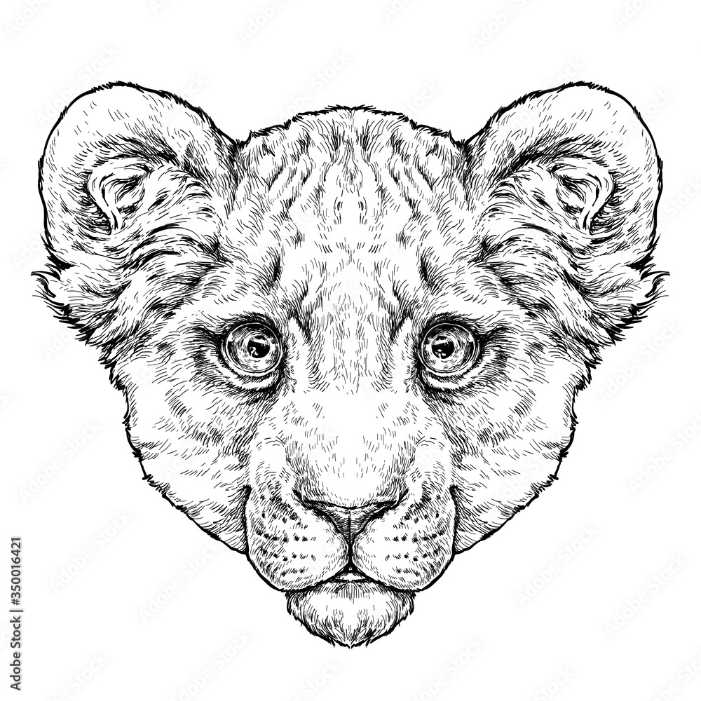 Hand drawn portrait of lion cub / lionet. Vector illustration isolated ...